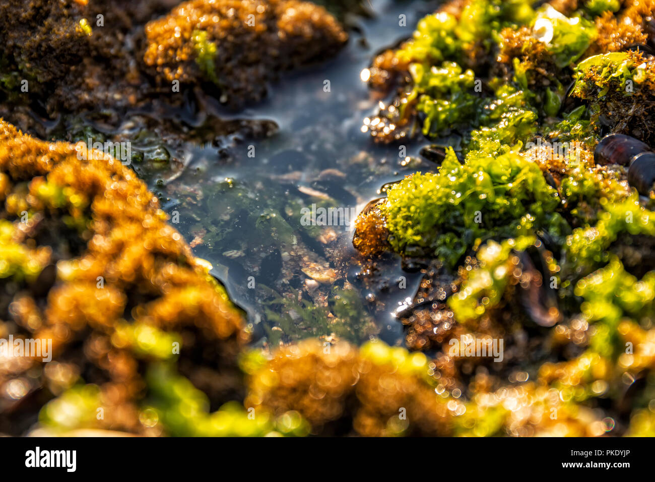 Furbelow seaweed hi-res stock photography and images - Alamy