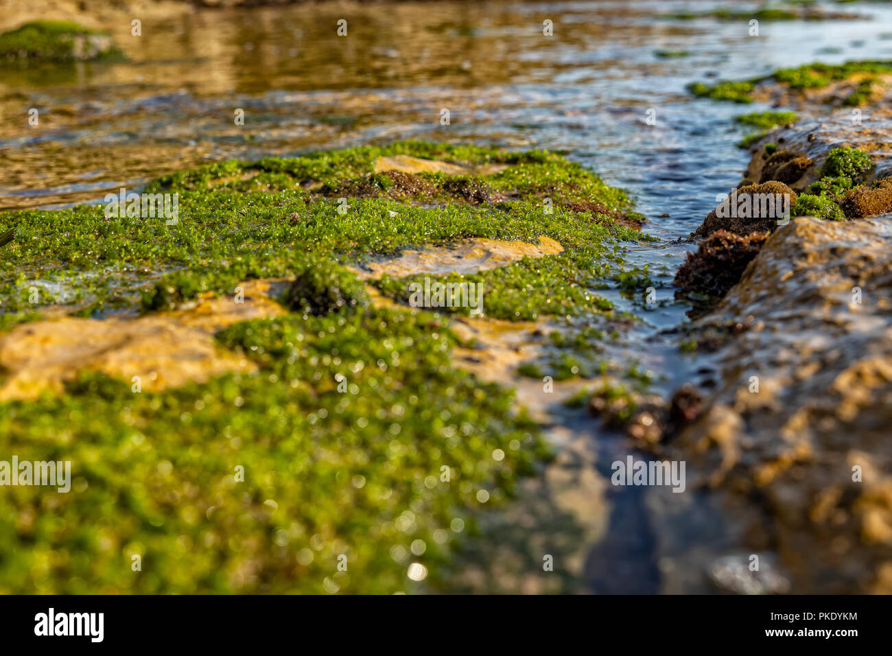 Rocks by the sea, with green algae and marine life. Estoril beach ...