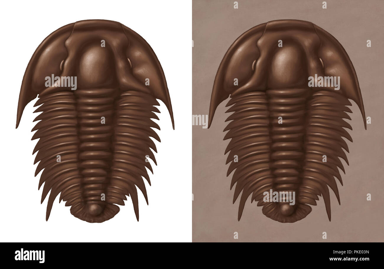 Trilobite Stock Photo - Alamy
