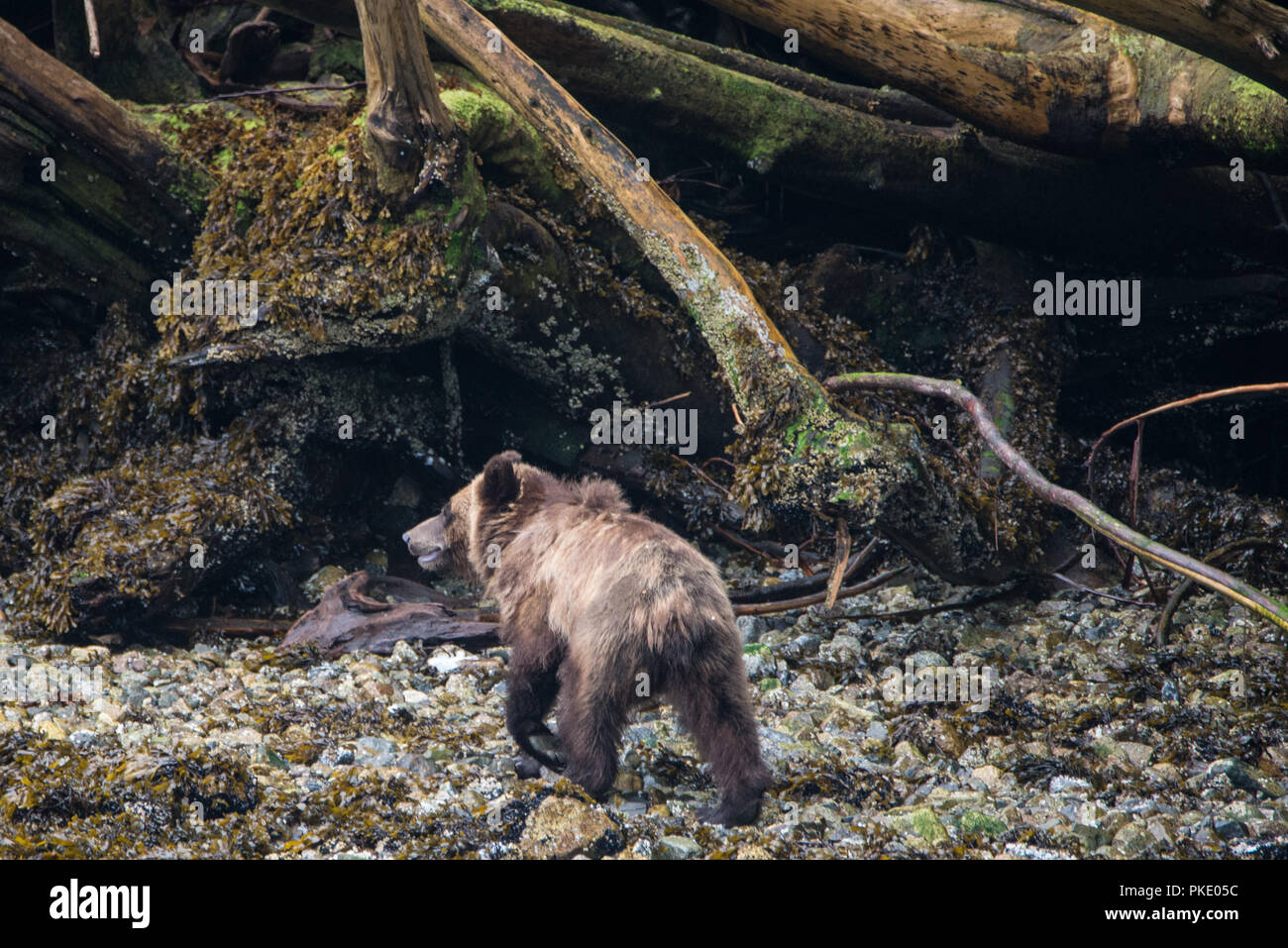 Young Grizzly Bear, Knight Inlet, British Columbia Stock Photo - Alamy