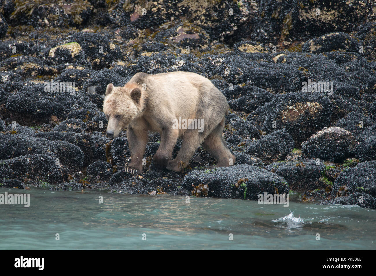 Skinny bear hi-res stock photography and images - Alamy