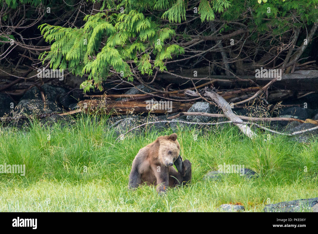 Grizzly Bear scratching, Glendale Cove, BC Stock Photo - Alamy