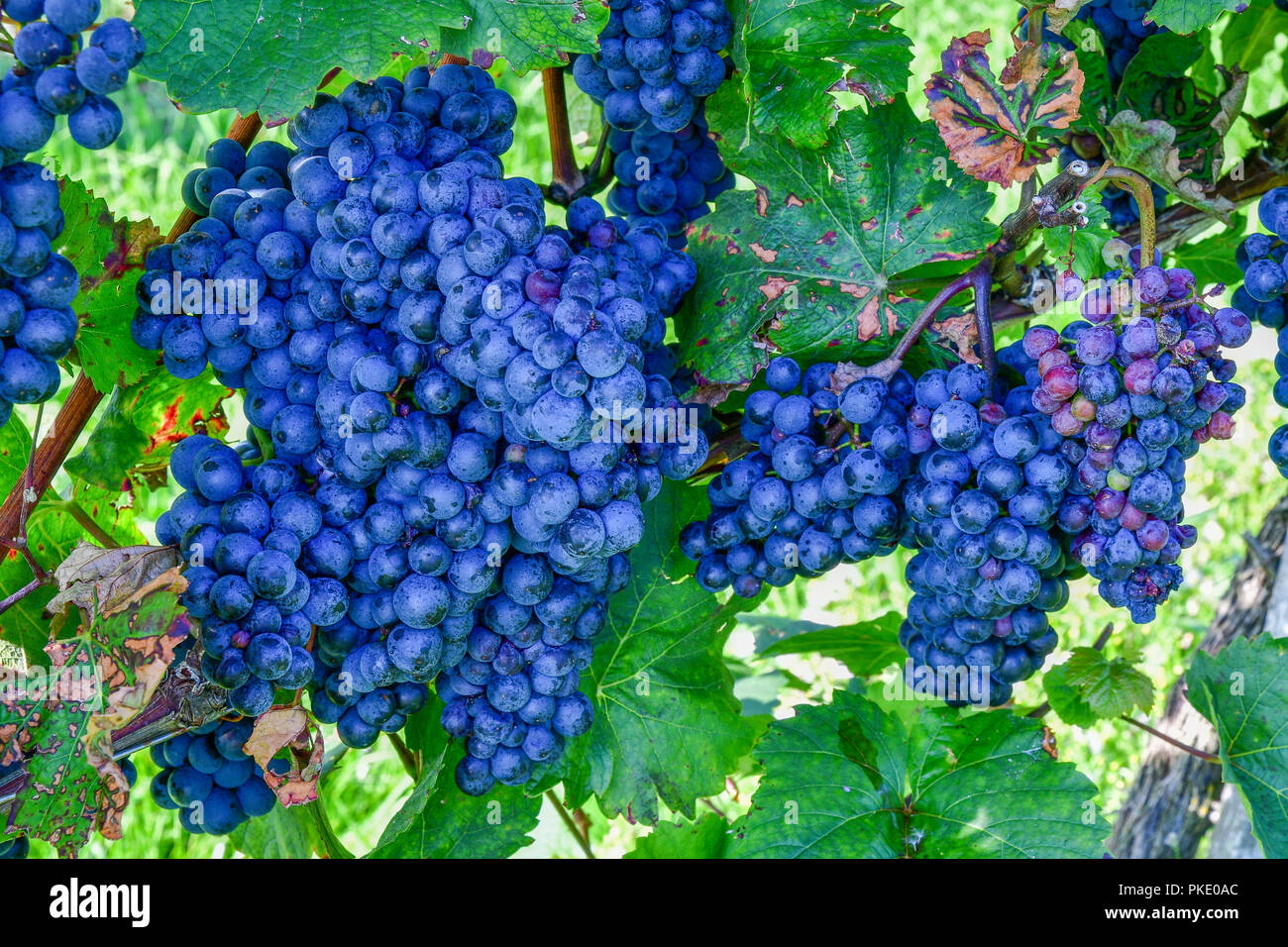 blue grapes in vineyard Stock Photo - Alamy