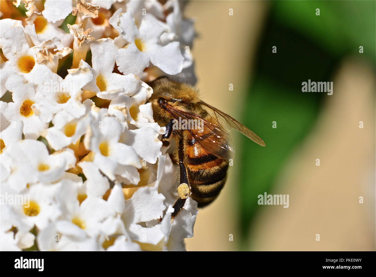 Attractive for pollinating insect hi-res stock photography and images ...