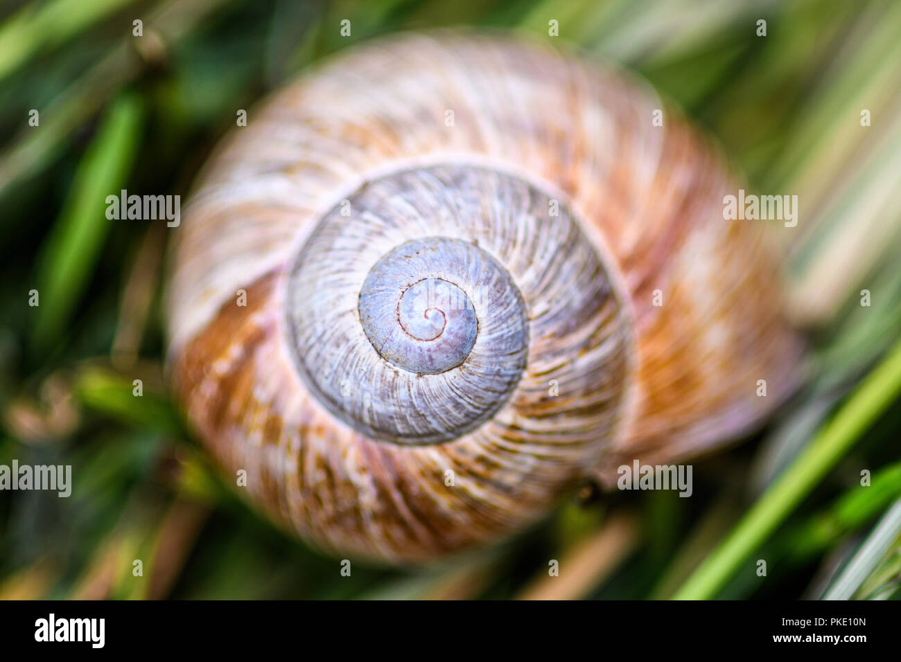 snail housing in grass Stock Photo - Alamy
