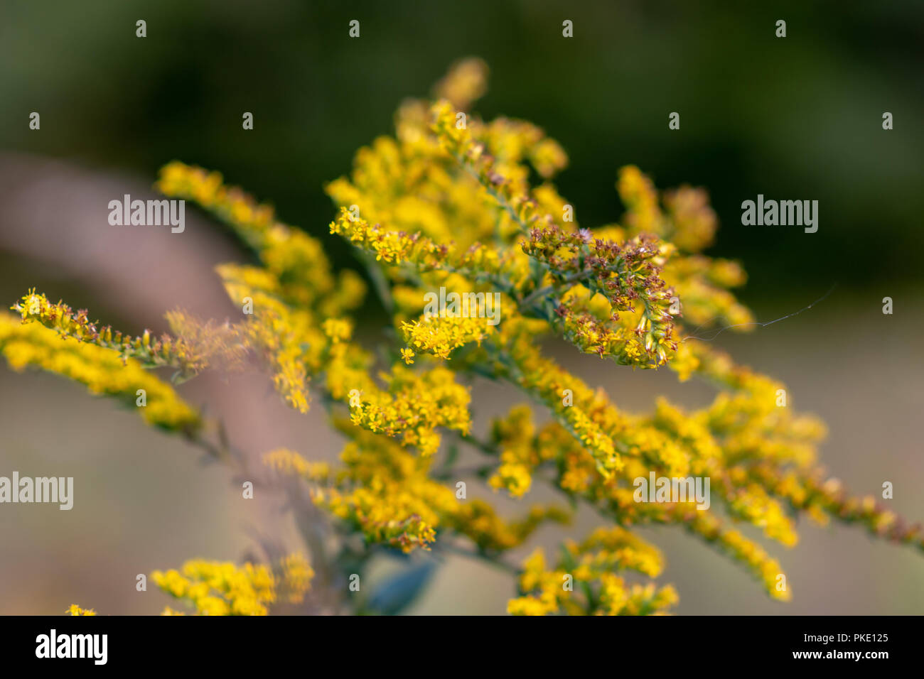 Goldenrod field hi-res stock photography and images - Alamy
