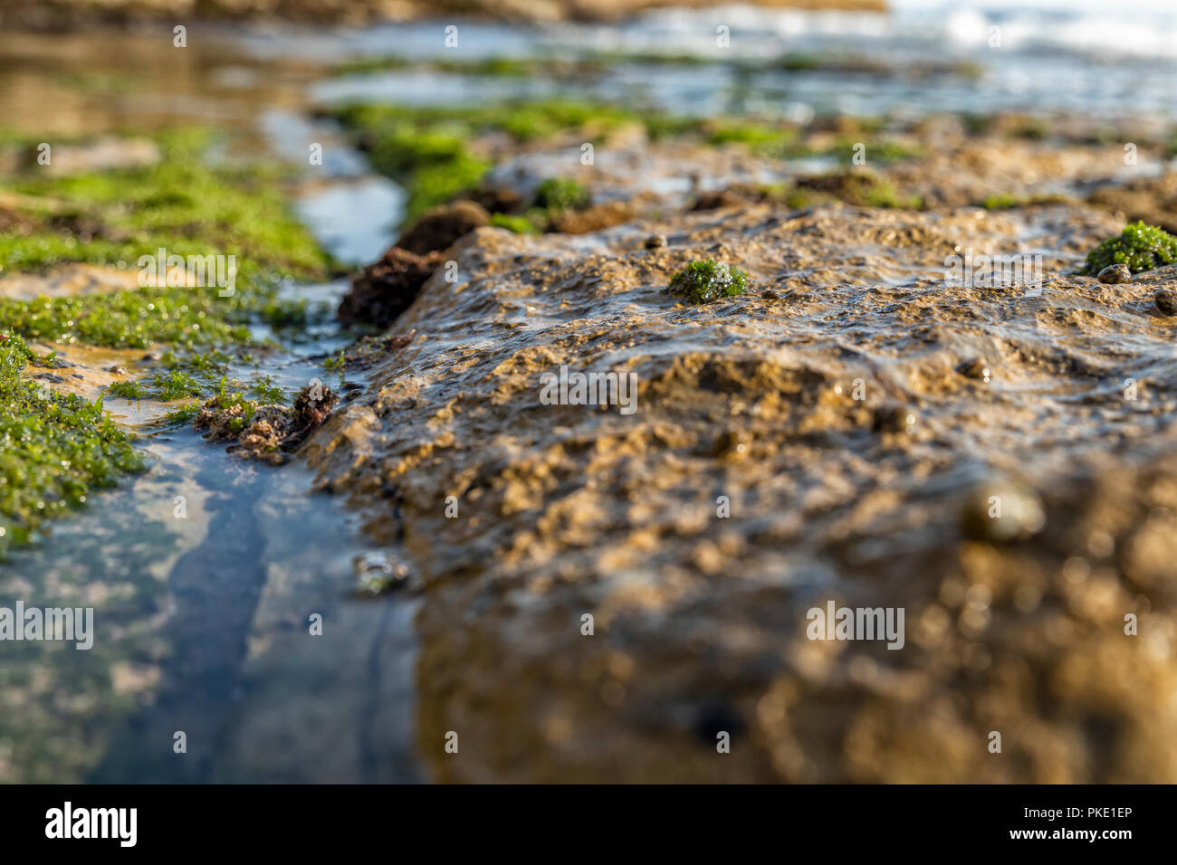 Rocks by the sea, with green algae and marine life. Estoril beach ...