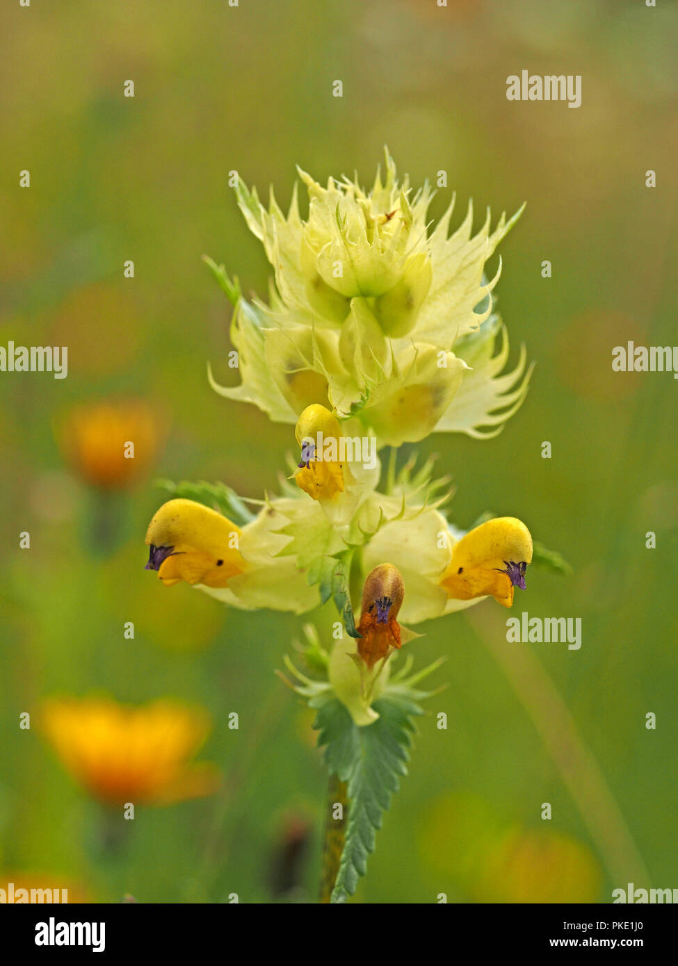 Flowering Great yellow rattle ( Rhinanthus alectorolophus) hayrattle or ...