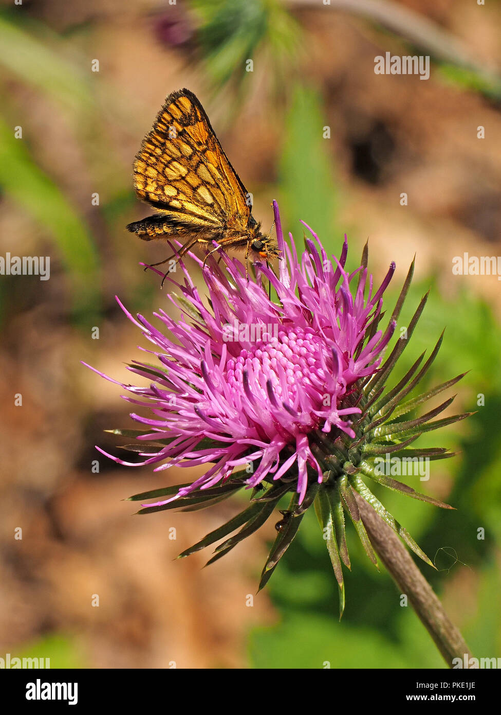 chequered skipper butterfly (Carterocephalus palaemon) with wings ...