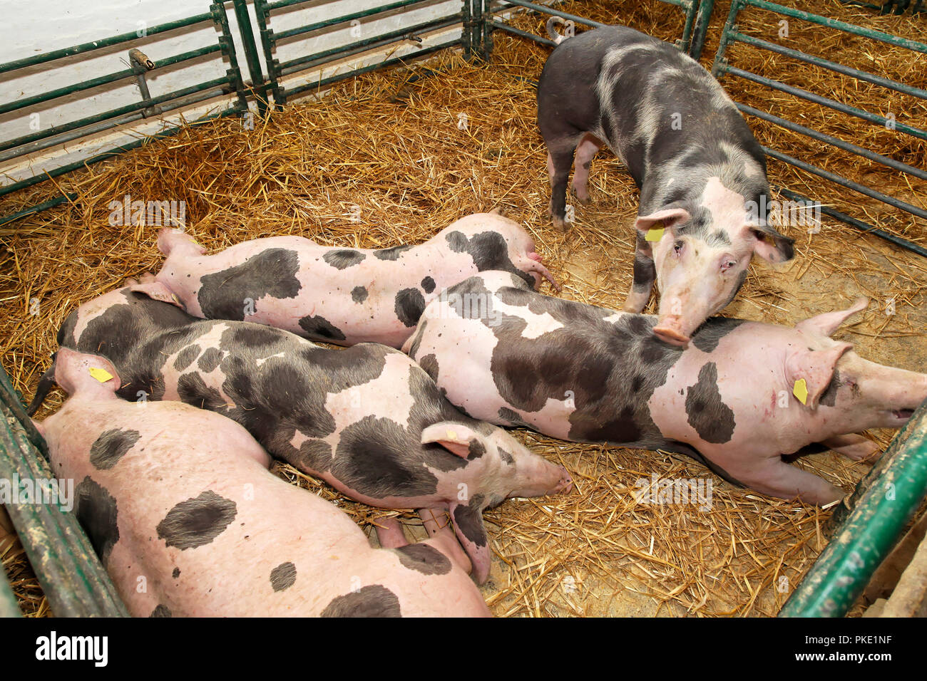 Several big pigs in pen at farm Stock Photo - Alamy