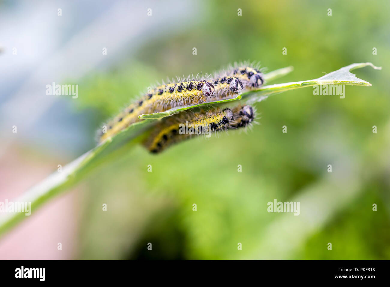 Macro shot of cabbage butterfly caterpillars eating broccoli leaves in ...