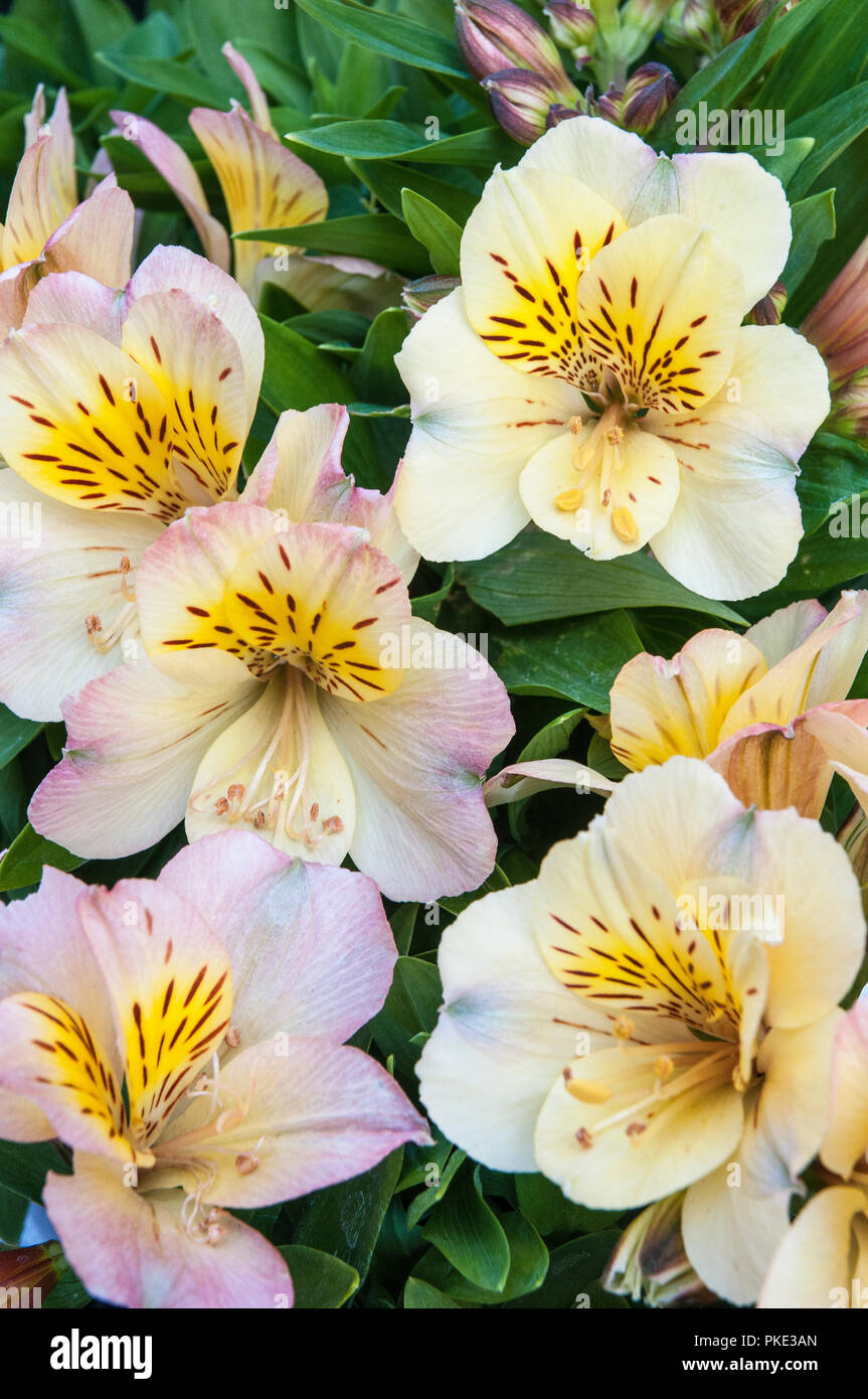 Inca lily hi-res stock photography and images - Alamy