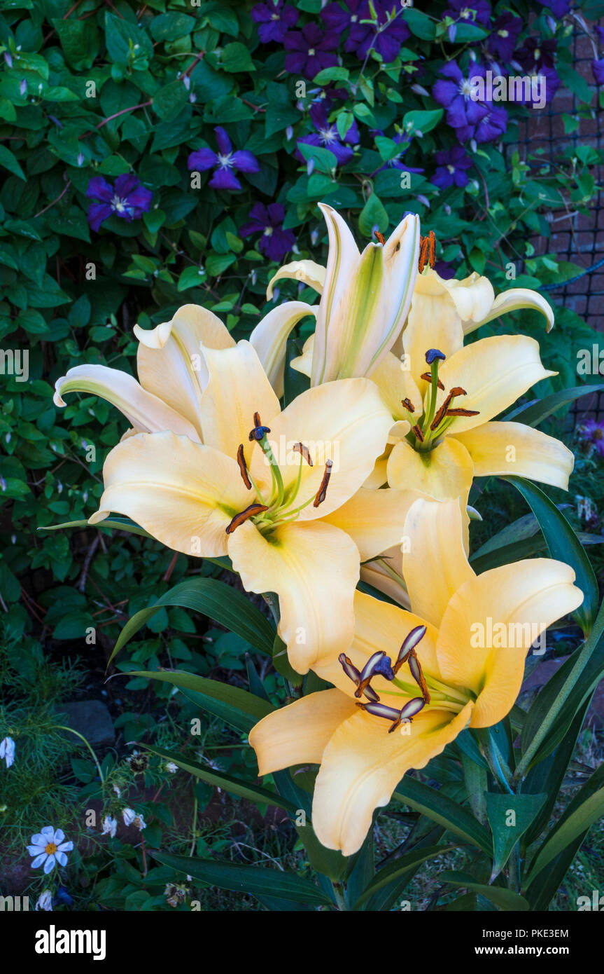 Lily anther hi-res stock photography and images - Alamy