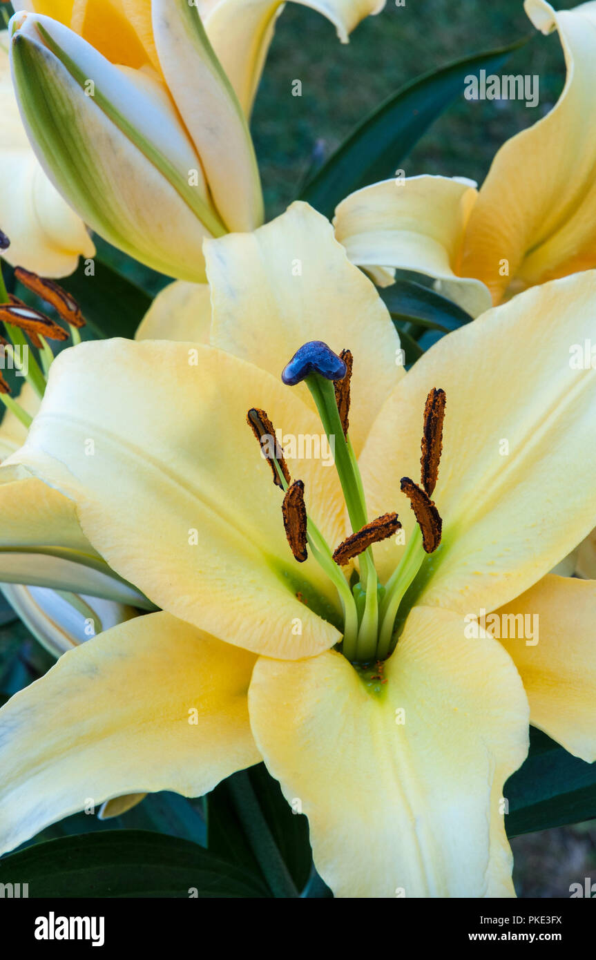 Close up of Lilium Lily High Tea showing detail of Stigma and Stamens ...
