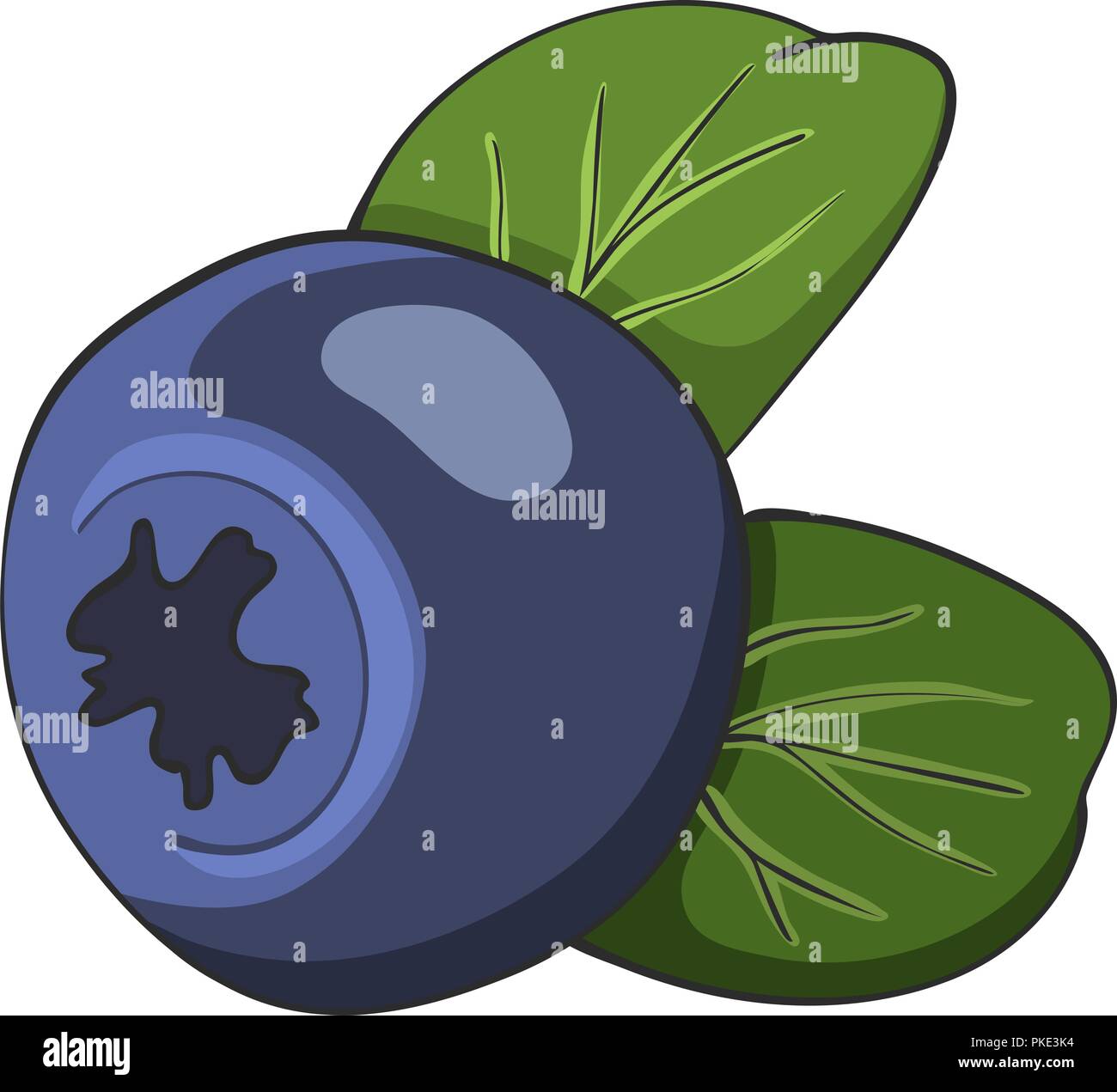 Hand drawn blueberry, vector Stock Vector Image & Art - Alamy