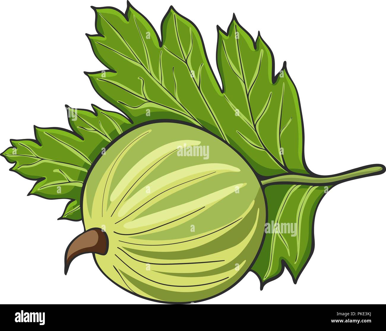 Berries green gooseberry Stock Vector Images - Alamy