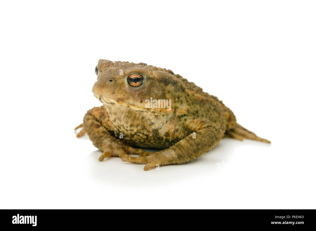 Frog isolated on white background Stock Photo - Alamy