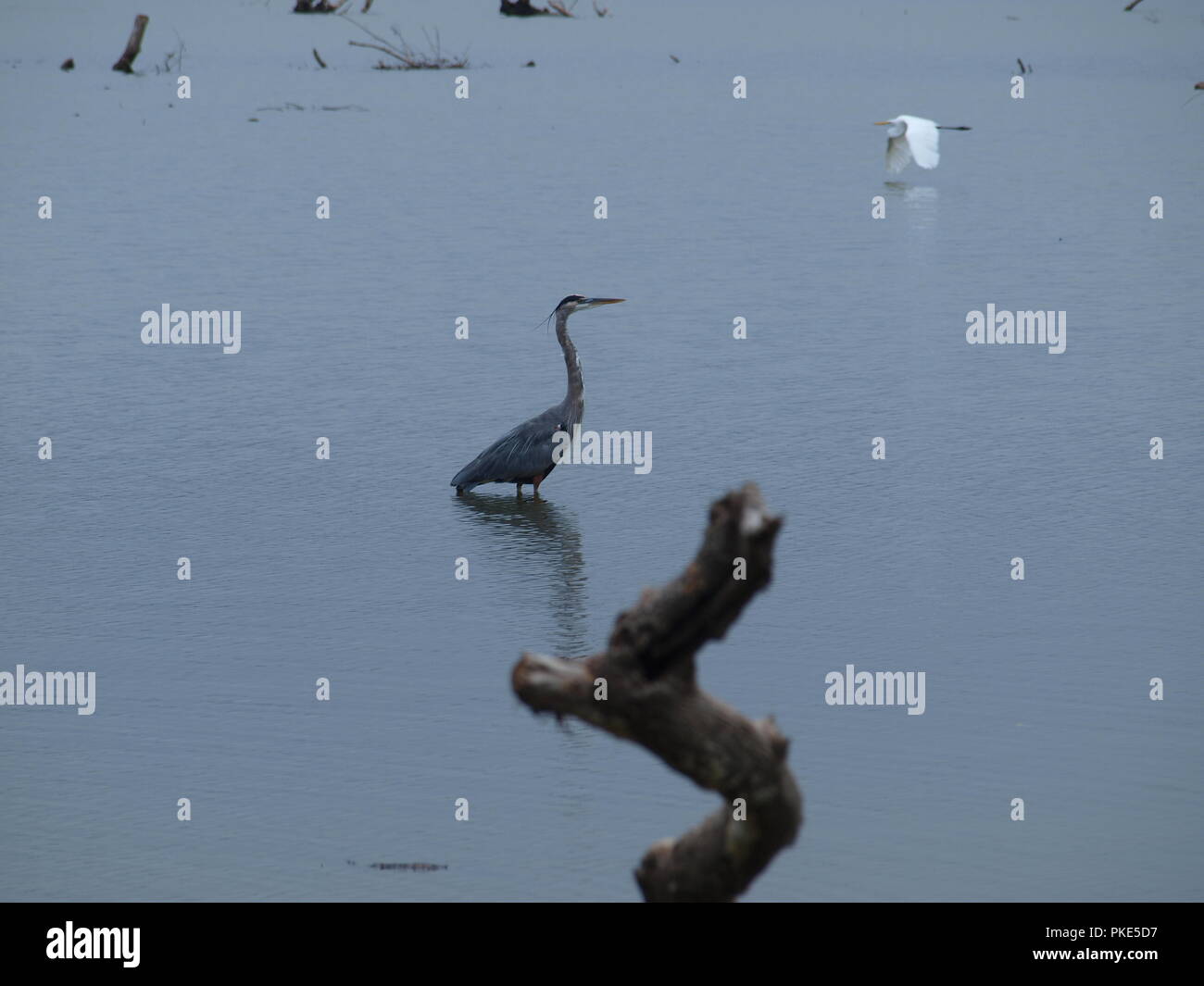Flora and Fauna at a Lake - OL7105710 Stock Photo - Alamy