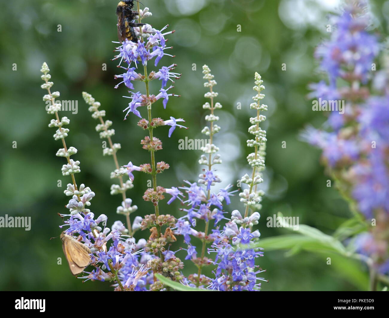 Flora and Fauna at a Lake - OL7105710 Stock Photo - Alamy