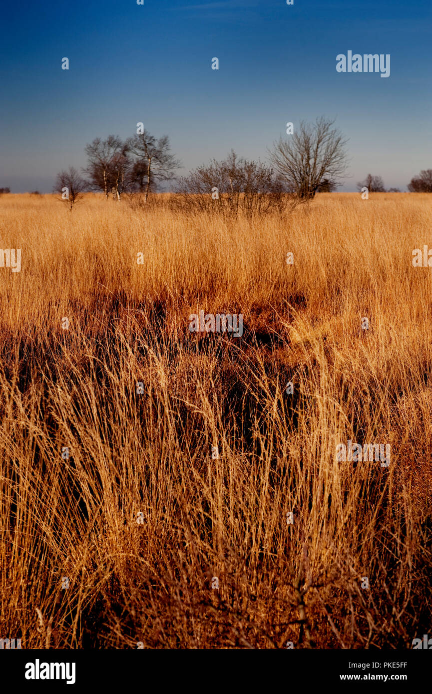 Autumn impressions of the broad plateau of the High Fens around Weismes ...