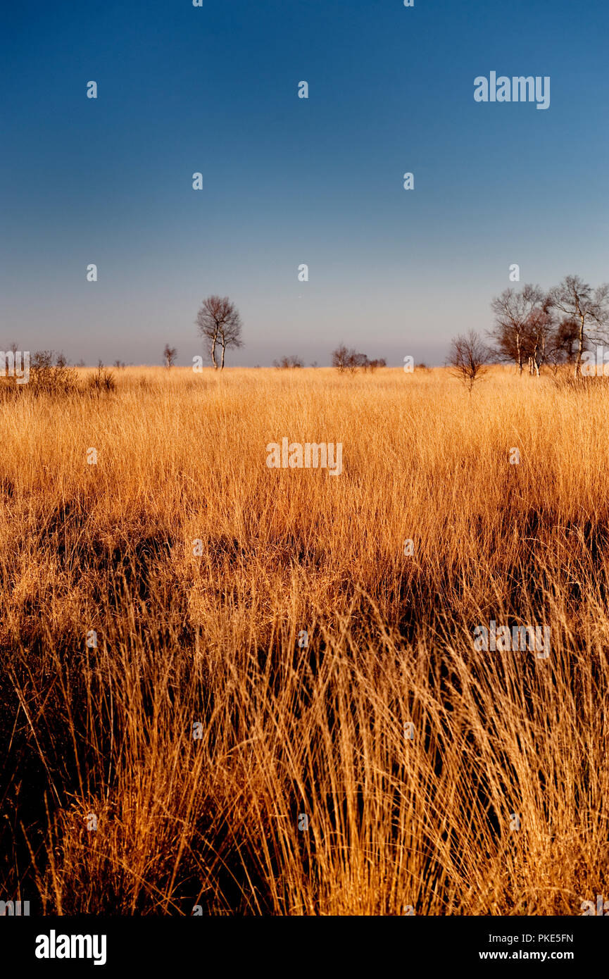 Autumn impressions of the broad plateau of the High Fens around Weismes ...
