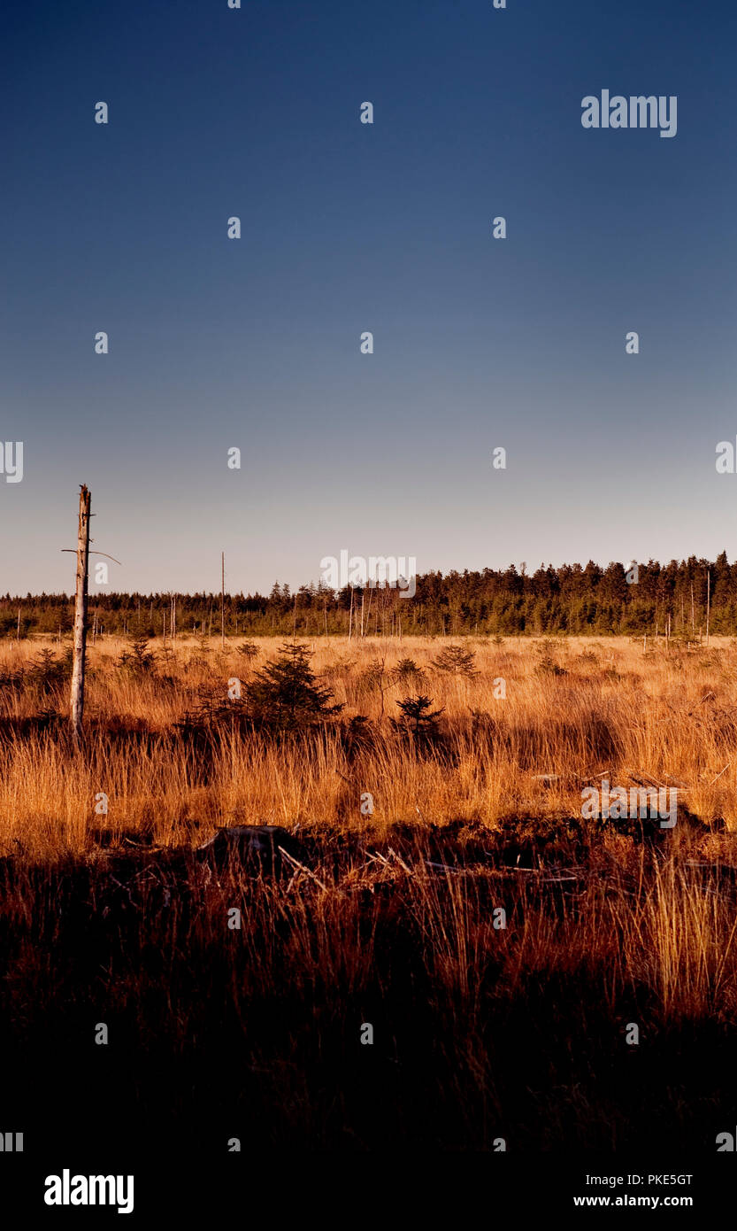Autumn impressions of the broad plateau of the High Fens around Weismes ...