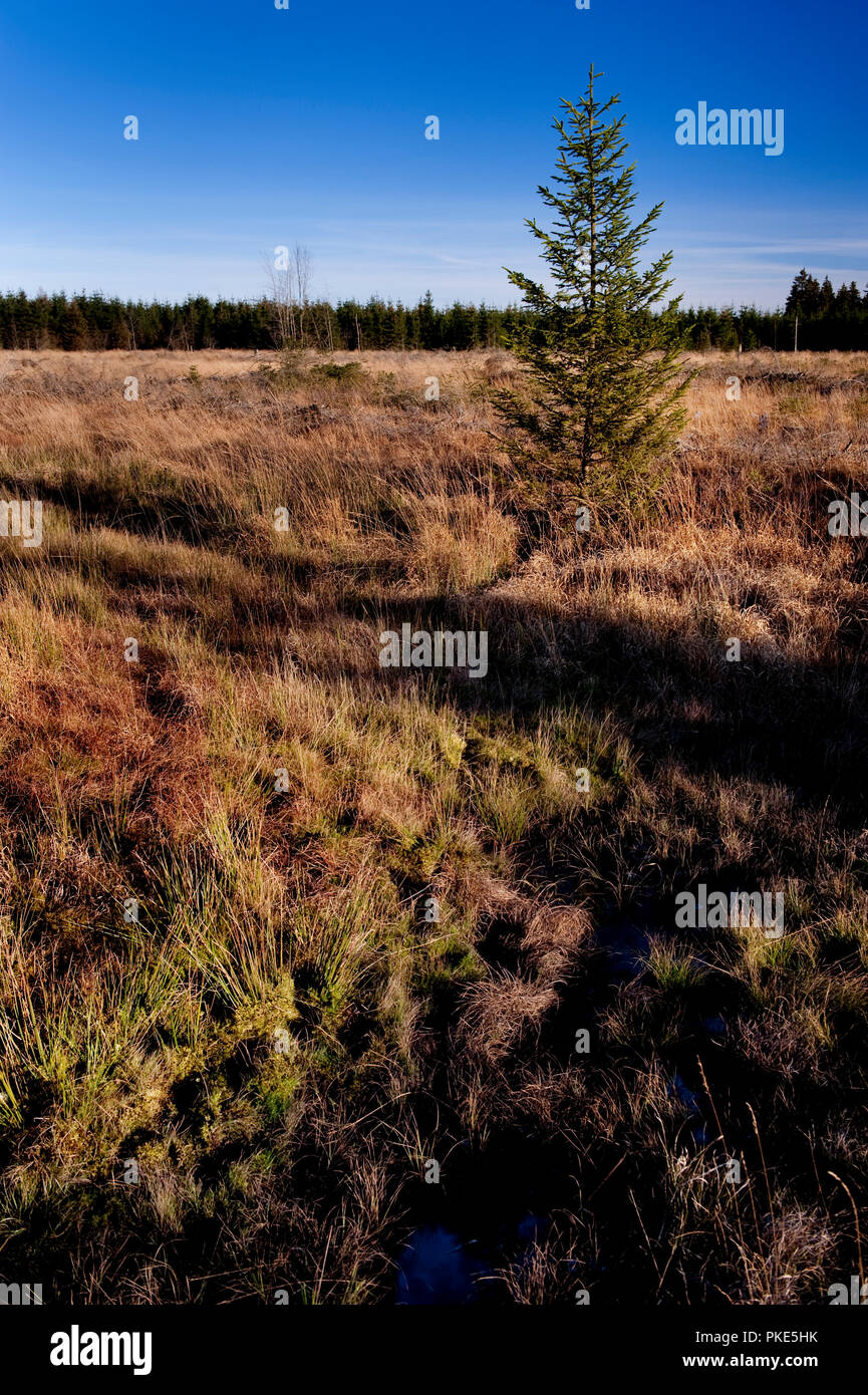 Autumn impressions of the broad plateau of the High Fens around Weismes ...