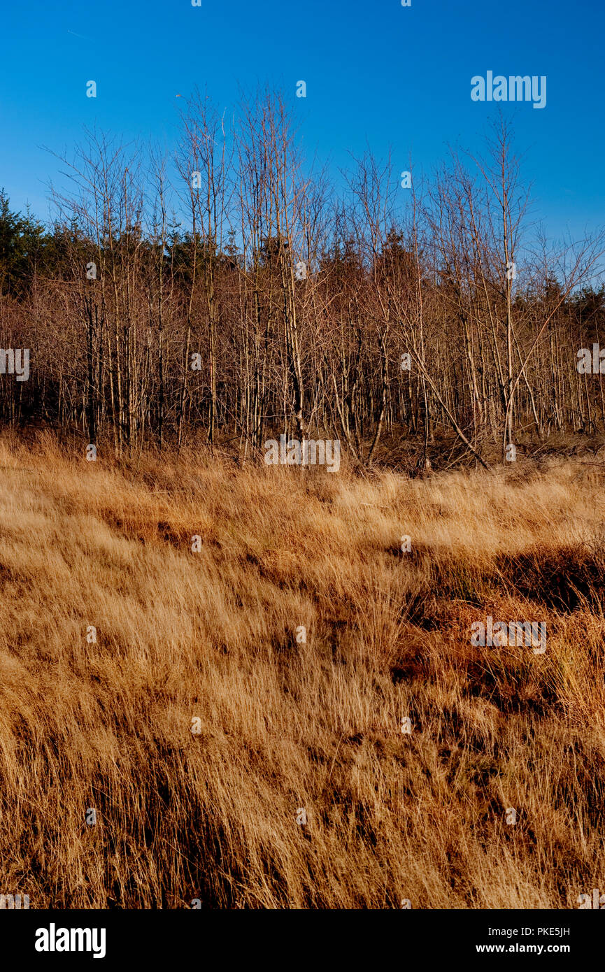 Autumn impressions of the broad plateau of the High Fens around Weismes ...