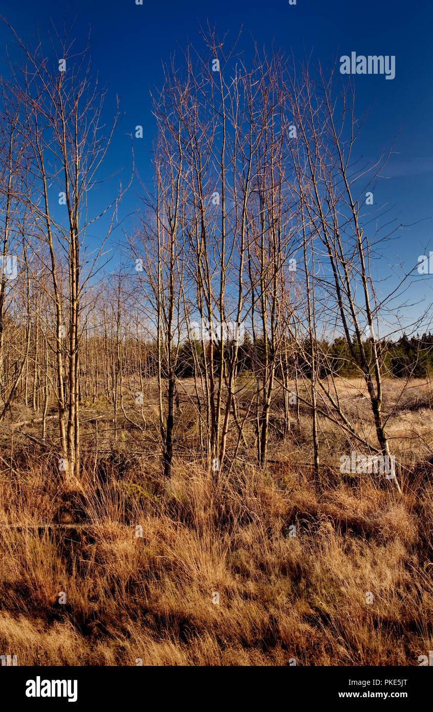 Autumn impressions of the broad plateau of the High Fens around Weismes ...
