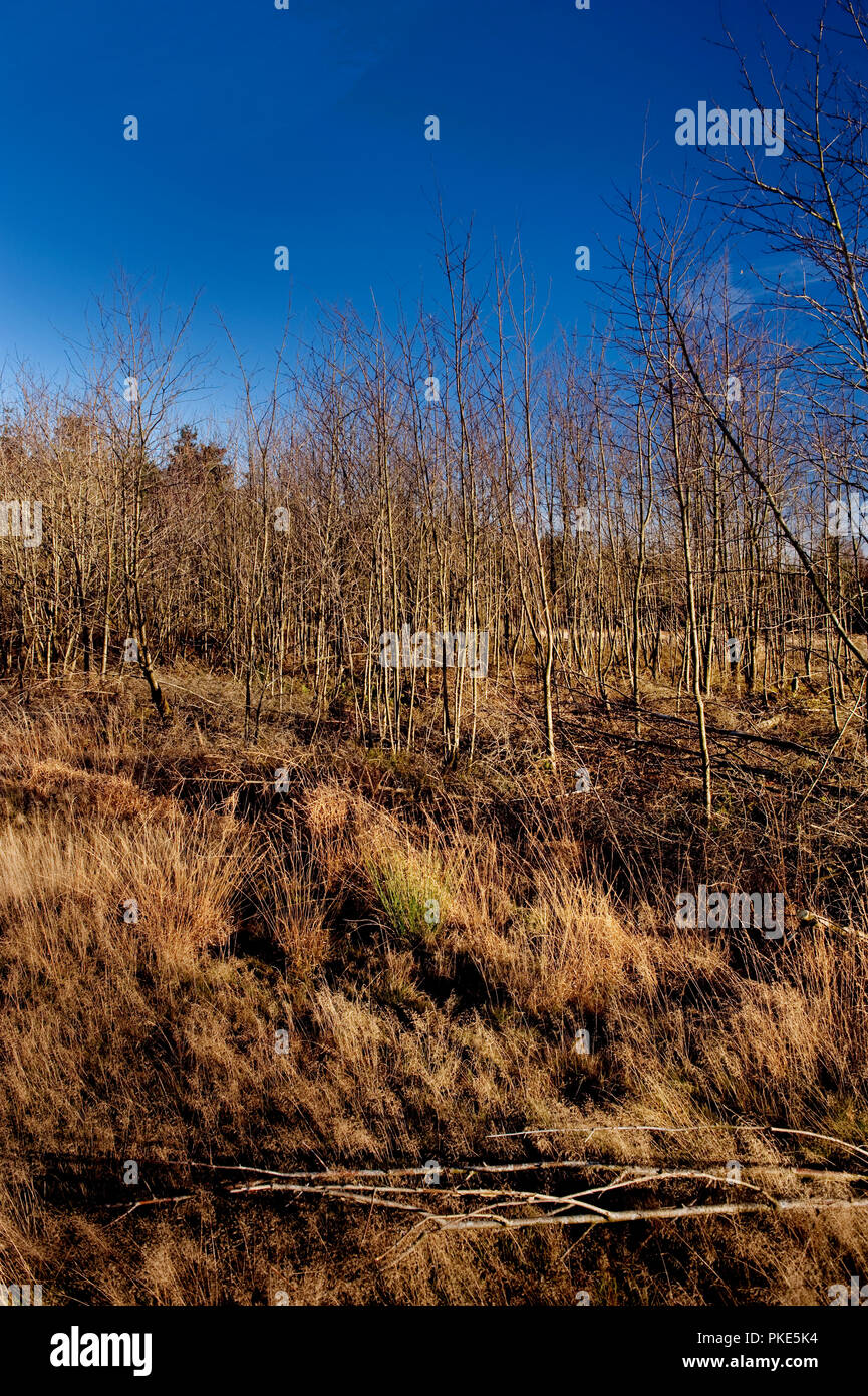 Autumn impressions of the broad plateau of the High Fens around Weismes ...