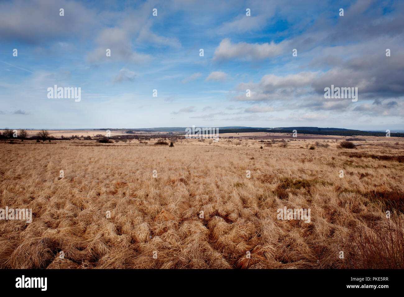 Impressions of the broad plateau of the High Fens around Weismes and ...