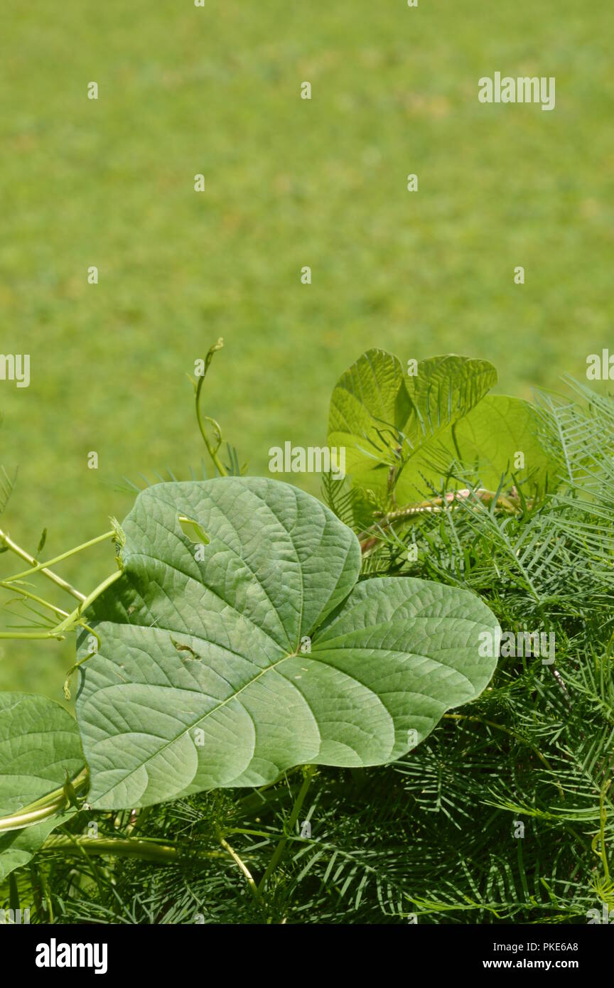 Indian ferns hi-res stock photography and images - Alamy