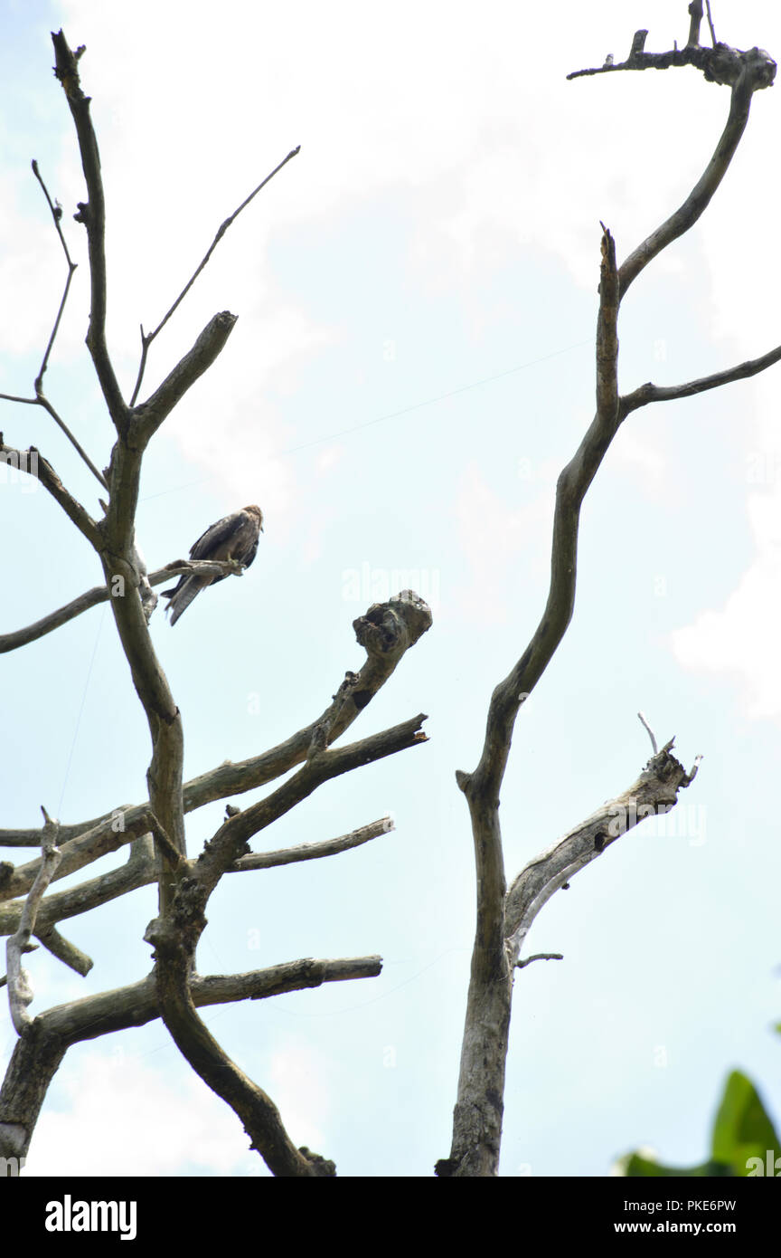 Raptor on dead and dried tree branch at the AJC Bose Indian Botanic ...