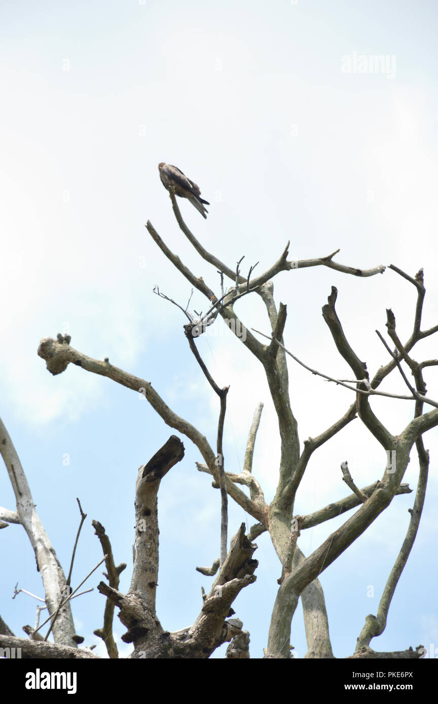 Raptor on dead and dried tree branch at the AJC Bose Indian Botanic ...