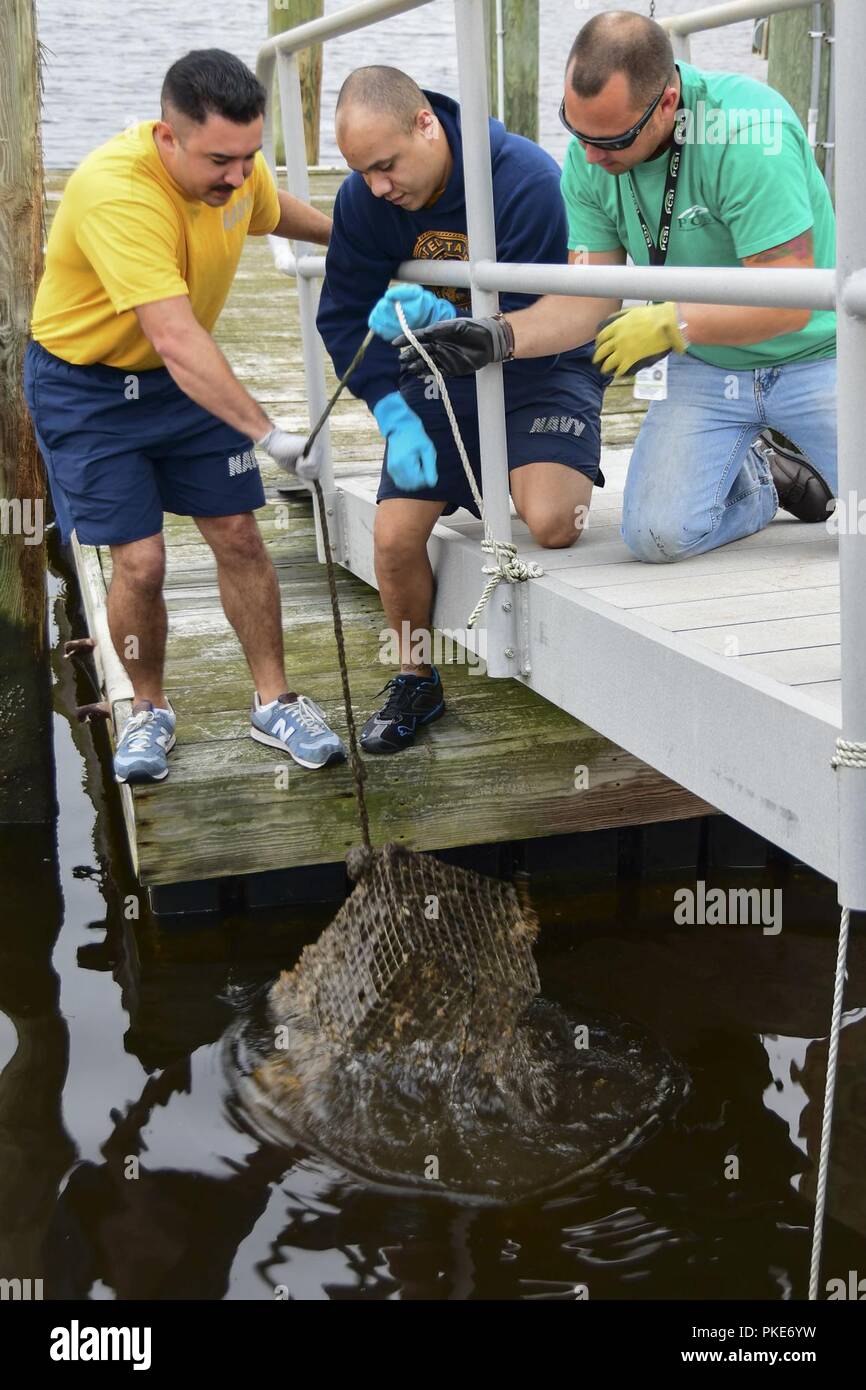 Oyster pods hi-res stock photography and images - Alamy