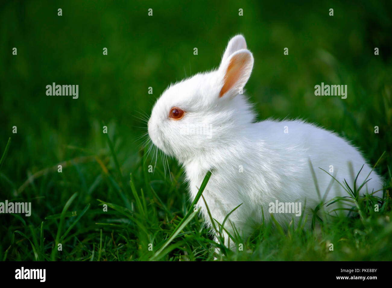 Little White Rabbit Stock Photo - Alamy