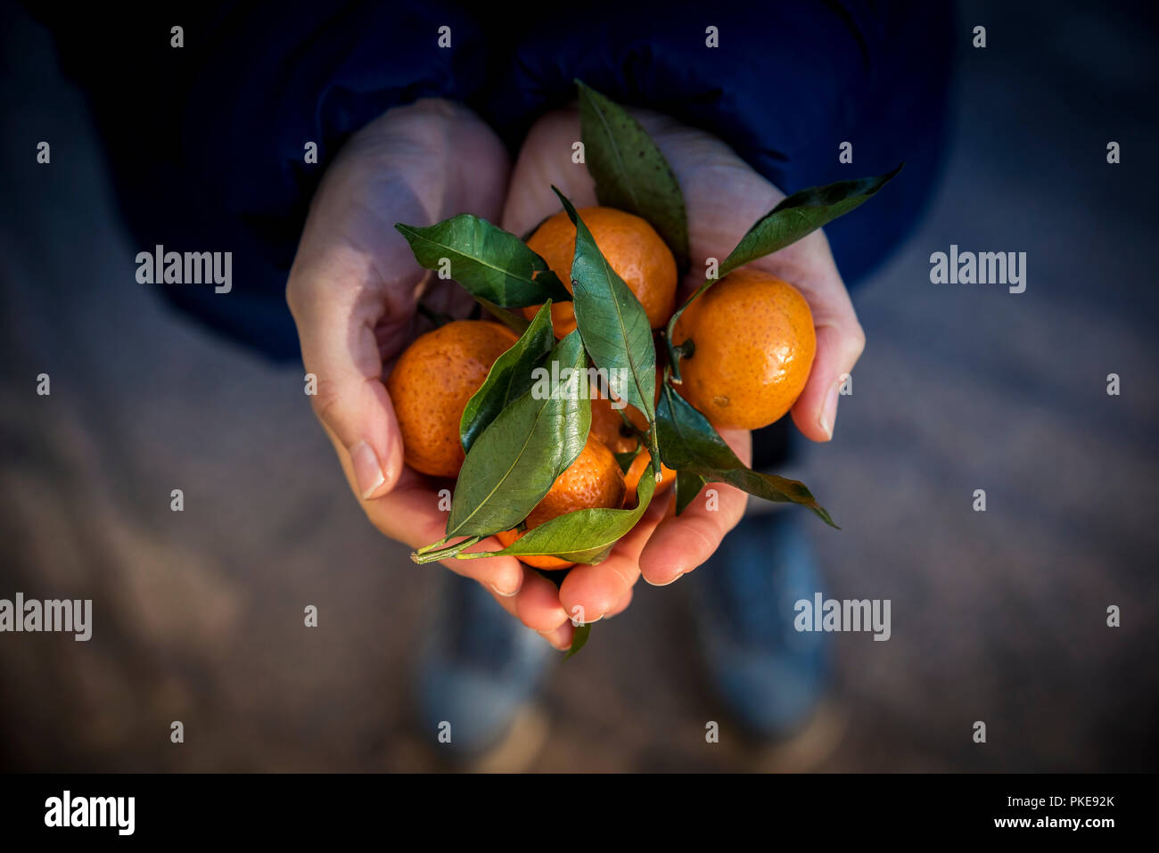 Hands holding mandarin oranges; Beijing, China Stock Photo - Alamy