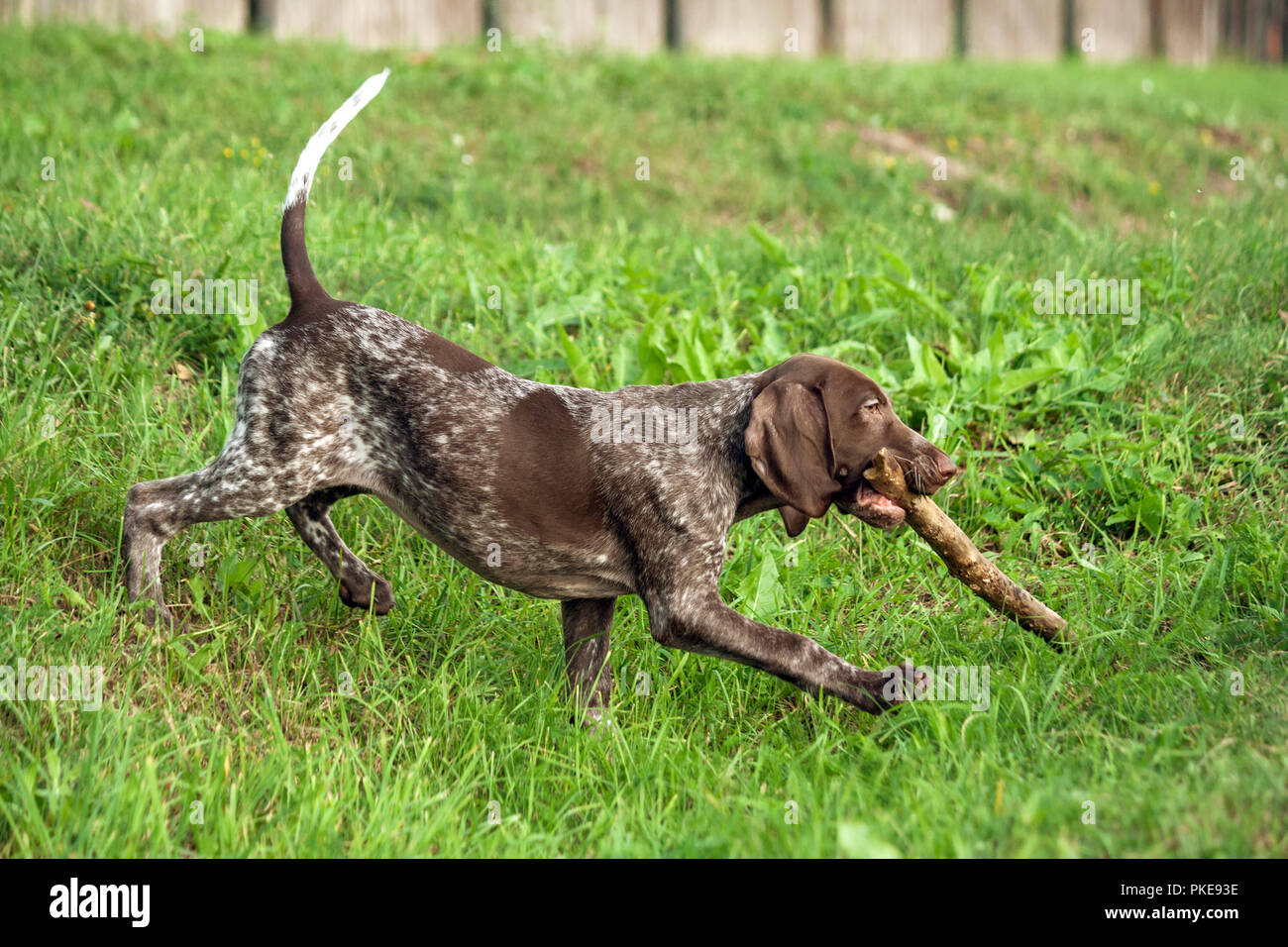 german shorthaired pointer, kurtshaar one brown spotted puppy goes down ...