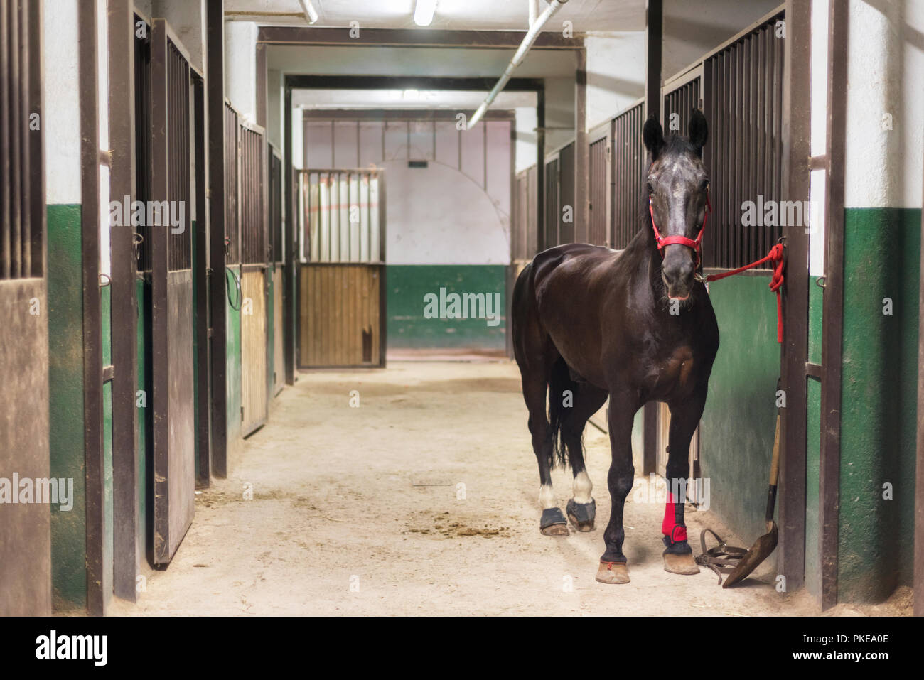 Horse in the stable Stock Photo - Alamy
