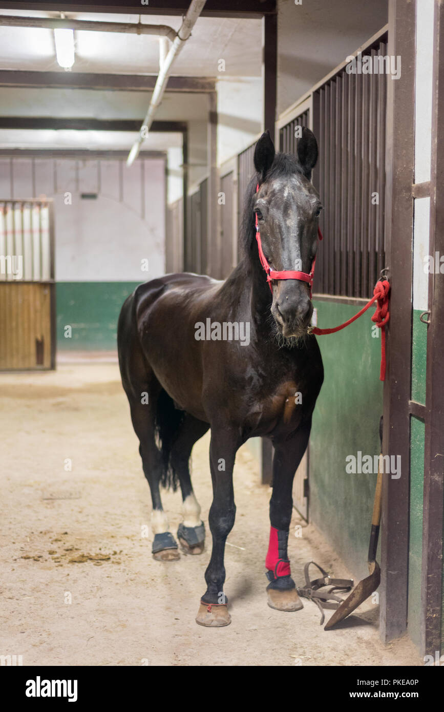 Horse in the stable Stock Photo - Alamy