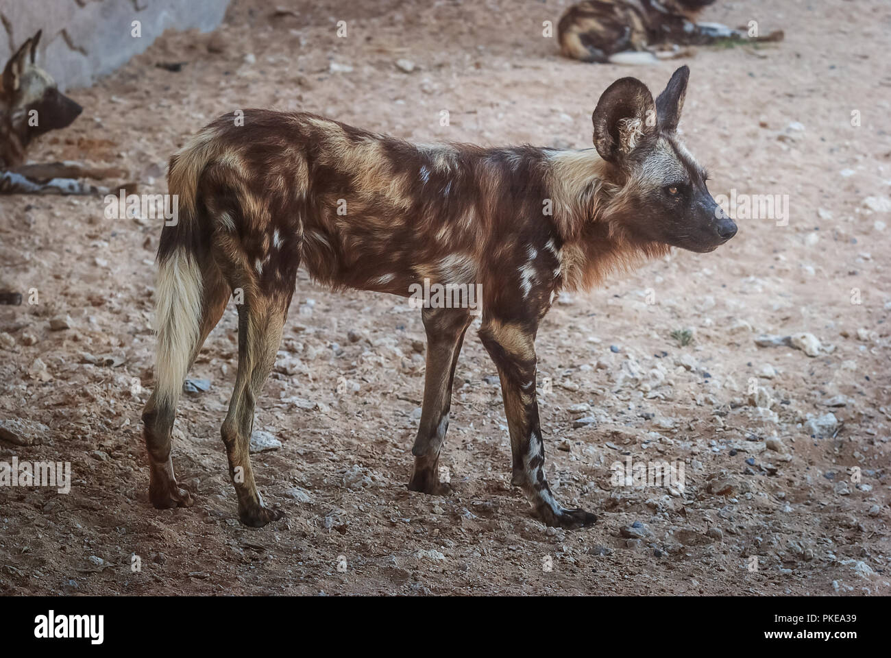 African wild dog, also known as African hunting dog Stock Photo - Alamy