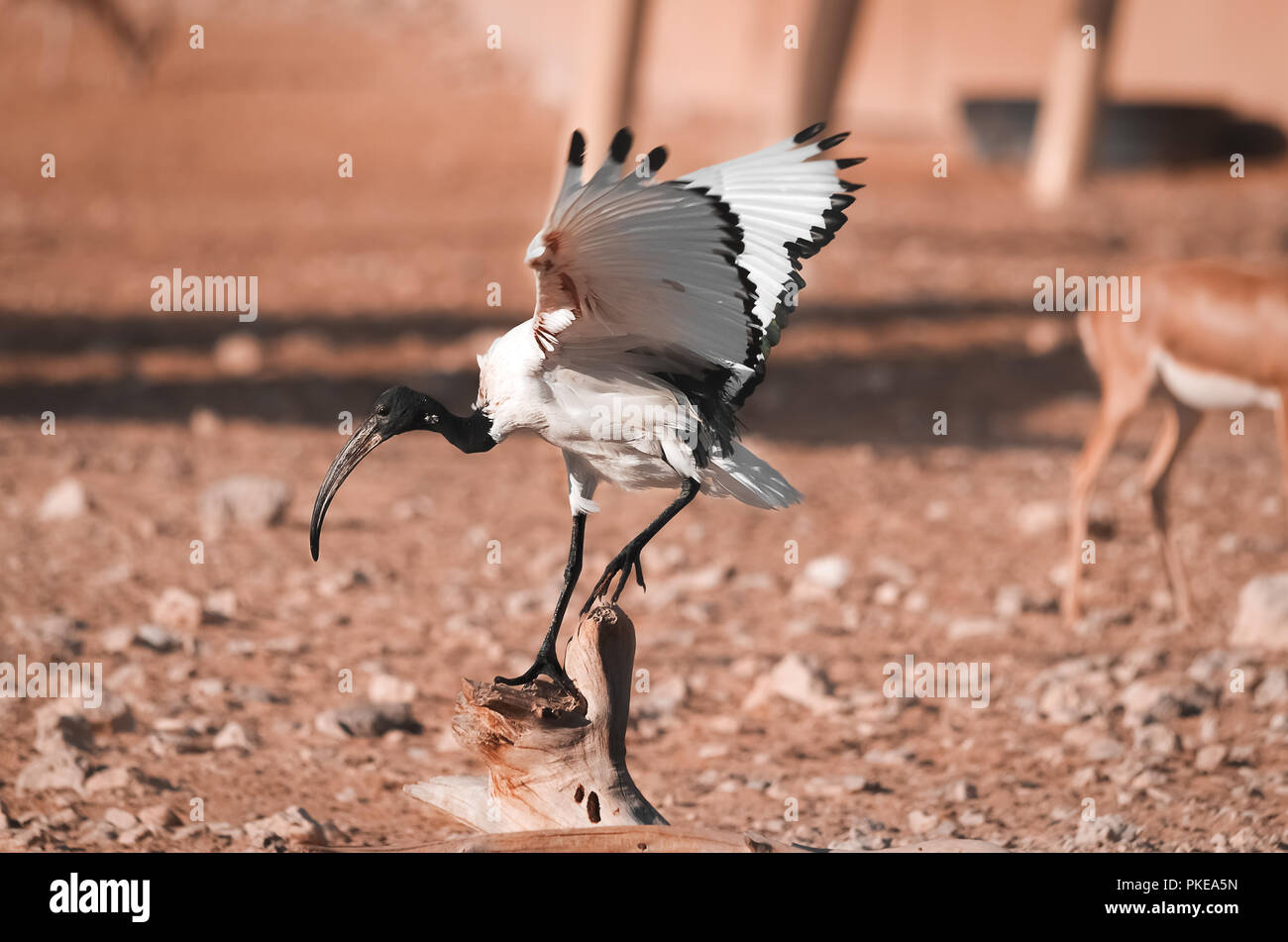Australian native fly hi-res stock photography and images - Alamy