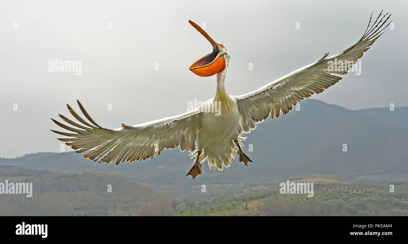 Flying dalmatian pelican hi-res stock photography and images - Alamy