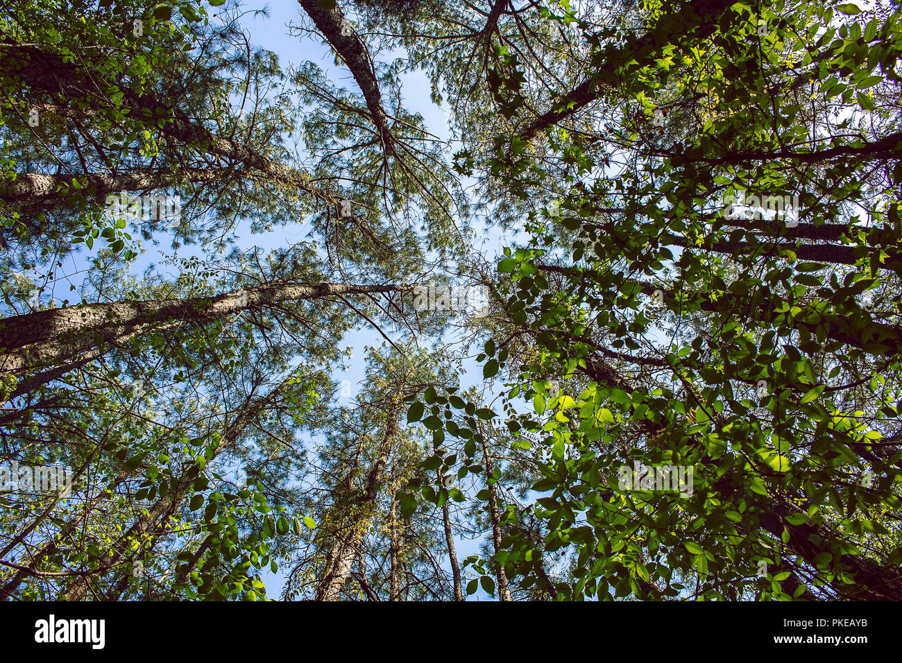 upward shot of pine trees Stock Photo - Alamy