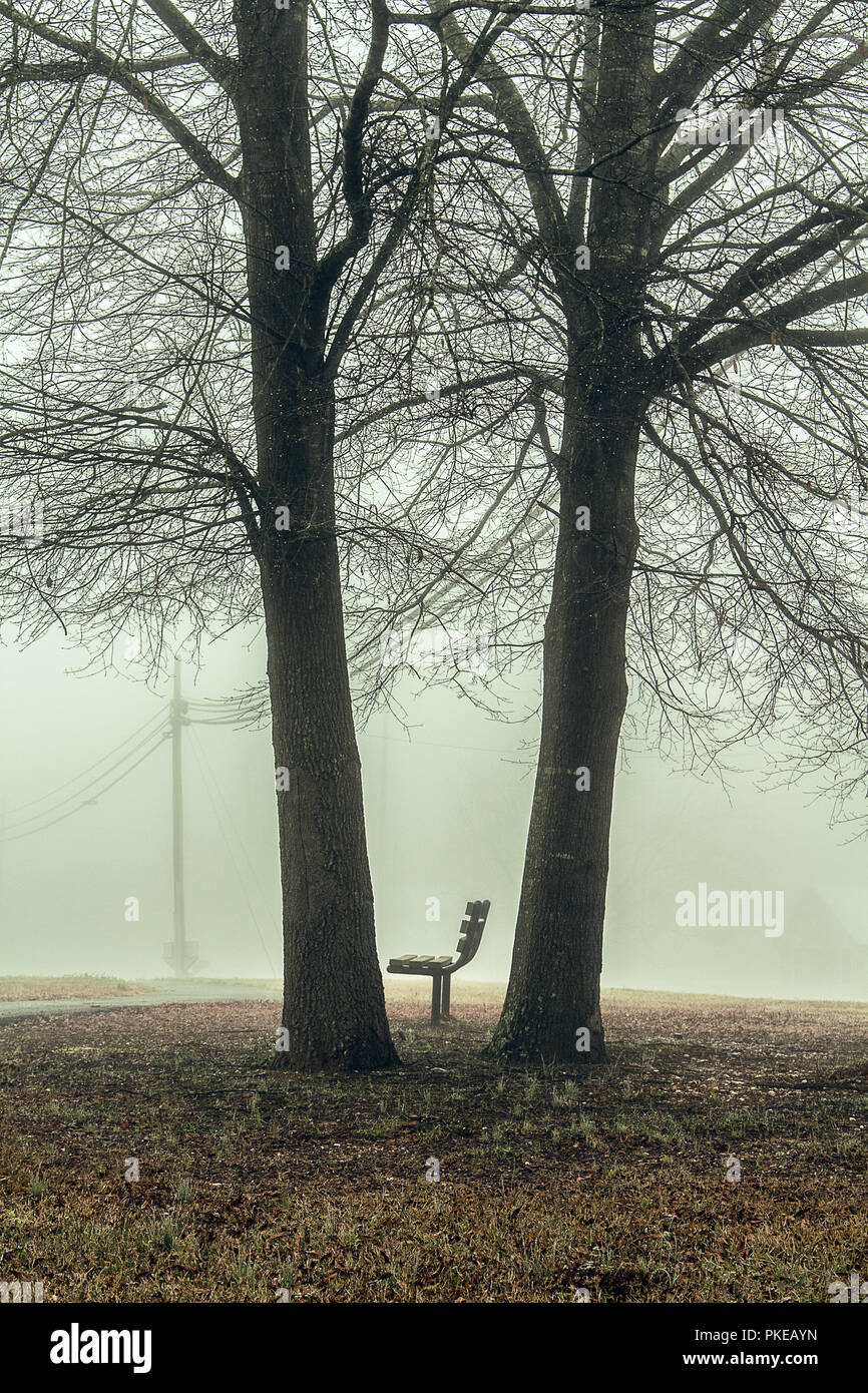 Bench between trees hi-res stock photography and images - Alamy