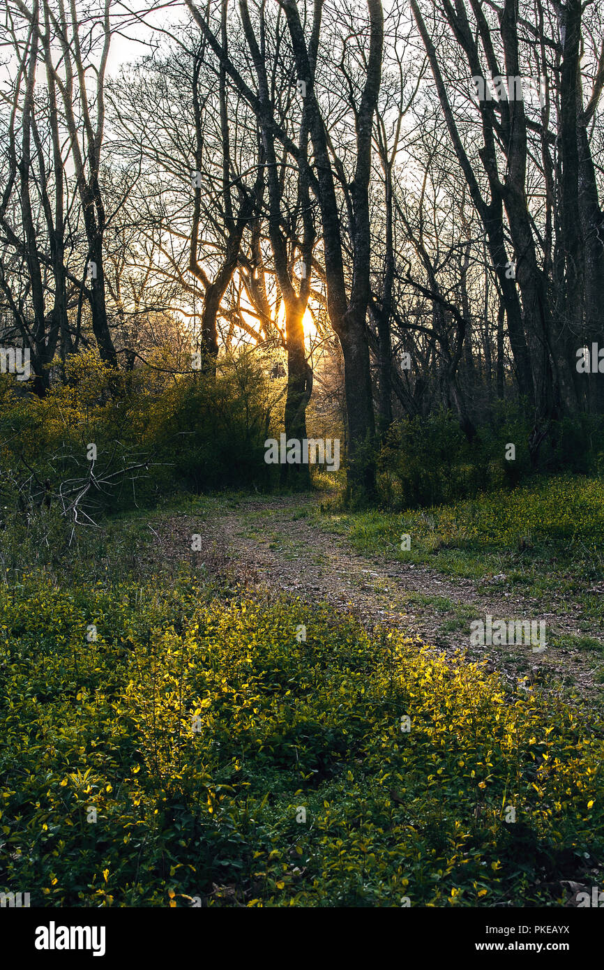 Path with plants hi-res stock photography and images - Alamy