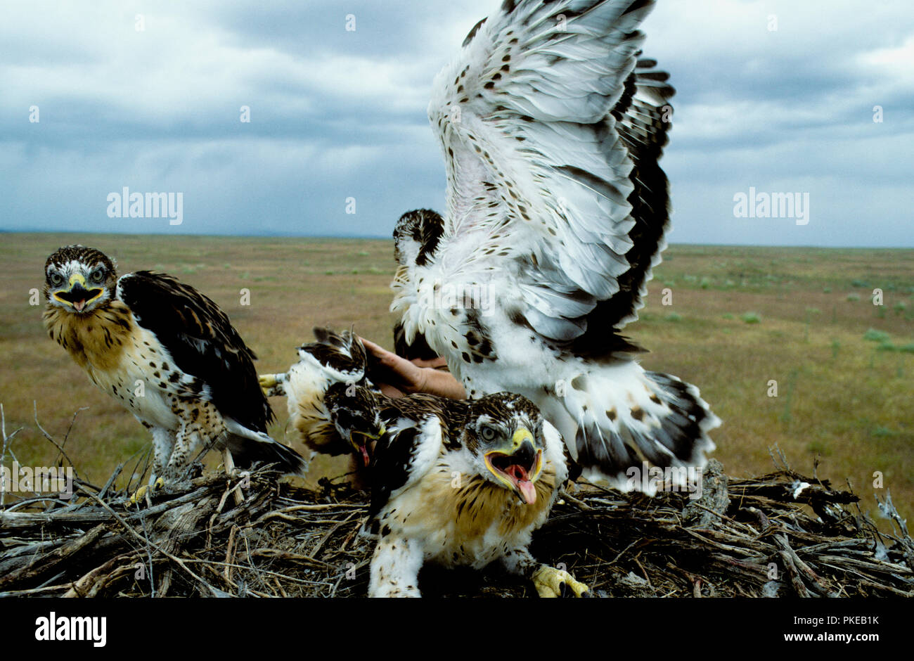 Snake on birds nest hi-res stock photography and images - Alamy