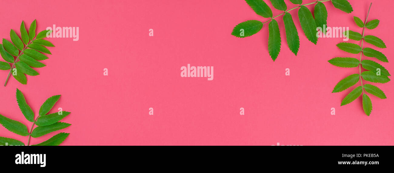 Creative flat lay top view pattern with fresh green rowan tree leaves ...