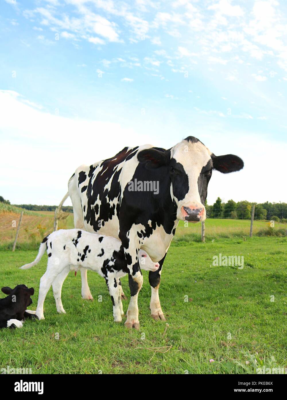 Cow And Twins High Resolution Stock Photography and Images - Alamy