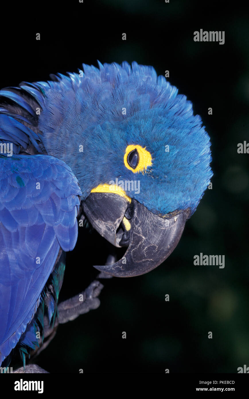 NOT 1134435 HYACINTH MACAW Anodorhynchus hyacinthinus central and ...